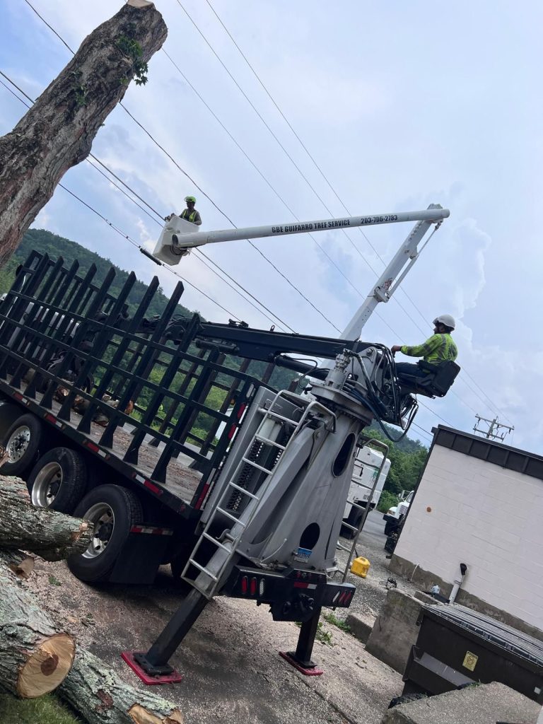 GBE Guifarro Tree Service - Portfolio