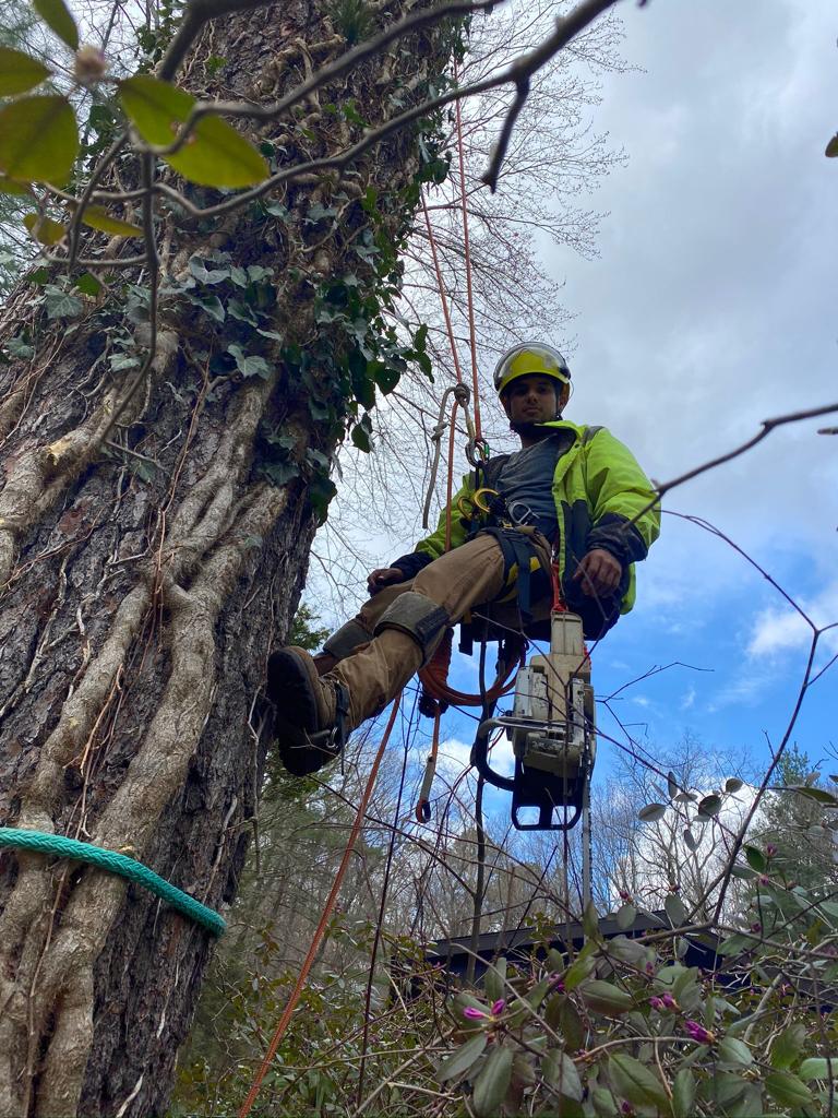 GBE Guifarro Tree Service - Portfolio
